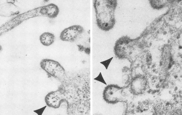 狂犬病疫苗与致癌，VERO细胞的安全性（第1部分：VERO细胞的发现）-系列文章，全面解读狂犬病病毒及其疫苗） - 知乎