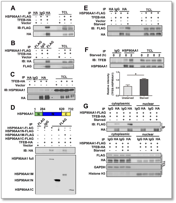 Autophagy︱杨倩课题组揭示转录因子TFEB入核调控新机制 - 知乎