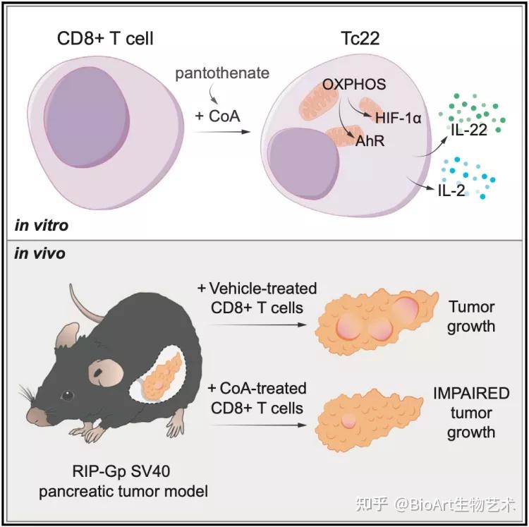Cell Metabolism | 辅酶A促进T细胞的抗肿瘤作用 - 知乎