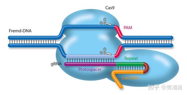 终于等来了！CRISPR/Cas9基因编辑方法总结（一） - 知乎