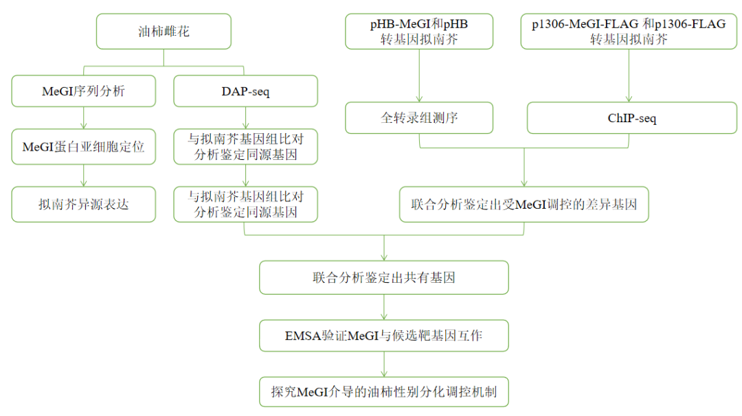 项目文章 | ChIP-seq、DAP-seq和全转录组联合分析探究油柿MeGI转录因子的调控机制 - 知乎