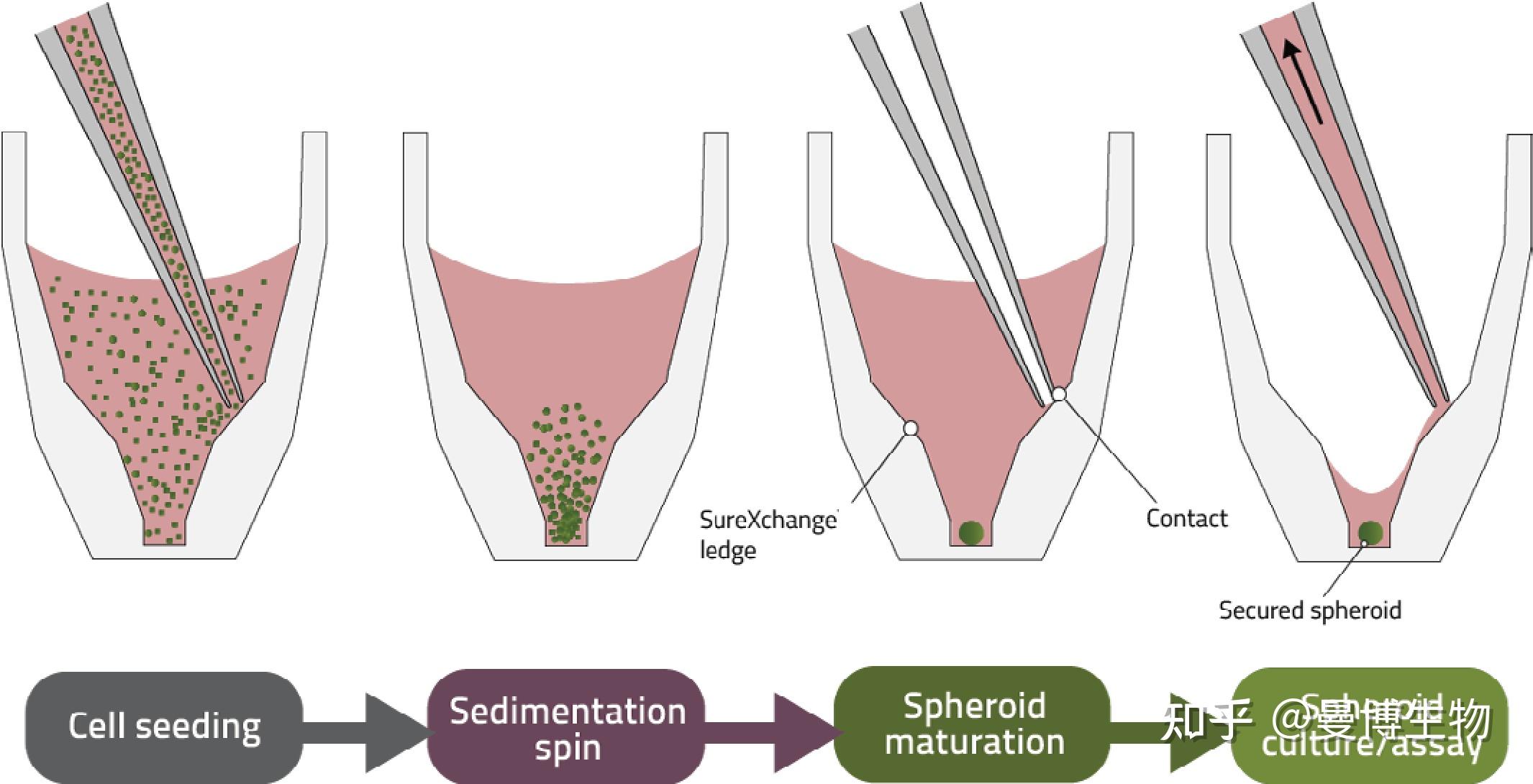 使用Akura系列培养板开展肿瘤微球无支架3D细胞培养 - 知乎