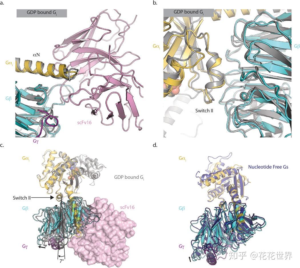 Single-Chain Fragment Variable (ScFv) - 知乎