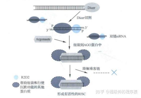 非编码RNA（non-coding RNA）生物学功能解读 - 知乎
