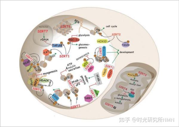 让人“不老”的NAD+，到底是何方神圣？ - 知乎