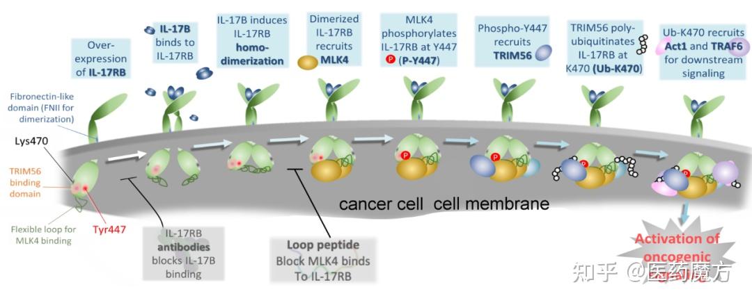 Science子刊揭秘胰腺癌新疗法：新型IL-17RB阻断剂，可有效延长小鼠寿命 - 知乎