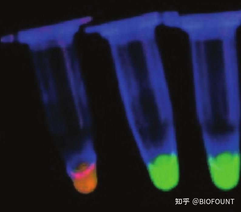 GoldView,区分单双链DNA染料-BIOFOUNT - 知乎