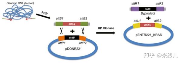 Gateway克隆技术简介 - 知乎