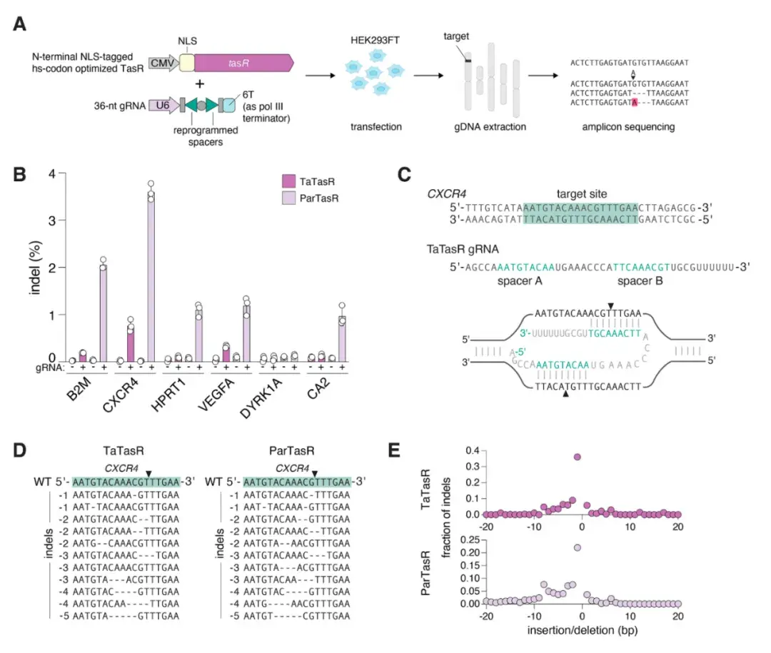 Science重磅：张锋发现全新基因编辑系统——TIGR-Tas，让基因编辑疗法更简单！ - 知乎