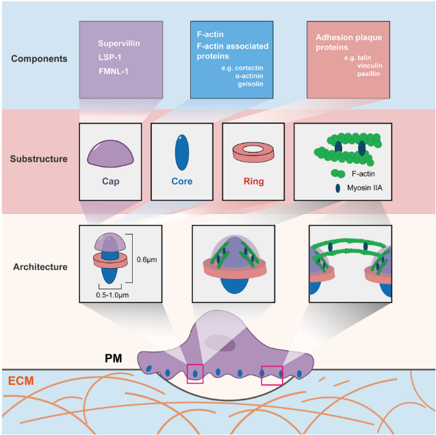 Ageing Res Rev 综述︱江南大学袁凤来团队系统性评述伪足小体在破骨细胞骨吸收中作用及研究进展 - 知乎