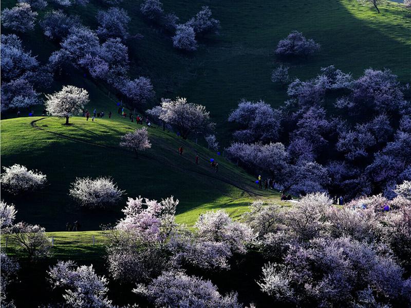 遇见最美的春天 伊犁吐尔根杏花沟赏花攻略 - 知乎