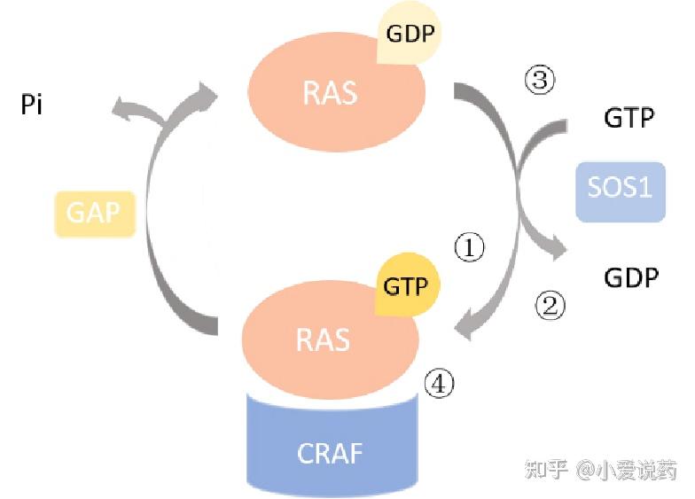 RAS靶点药物检测|细胞内磷酸化水平检测|细胞增殖|药代动力学检测服务 - 知乎