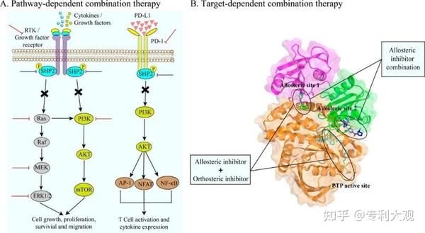 靶向蛋白酪氨酸磷酸酶SHP2用于癌症治疗的策略 - 知乎