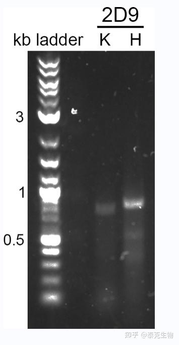 杂交瘤基因测序流程 - 知乎