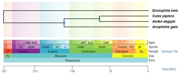 物种分歧时间、分子进化速率计算（TimeTree、PAML mcmctree、codeml 、MEGA 看这一篇文章就够！) - 知乎
