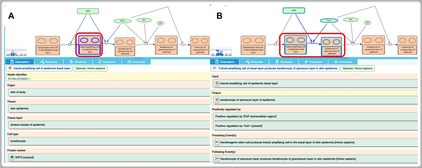 顶刊精读 | The Reactome Pathway Knowledgebase 2024 - 知乎