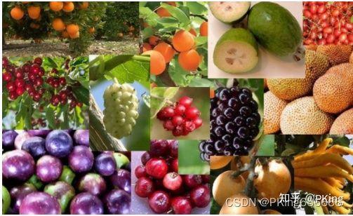 Fruit-Dataset水果数据集+水果分类识别训练代码(支持googlenet, resnet, inception_v3 ...