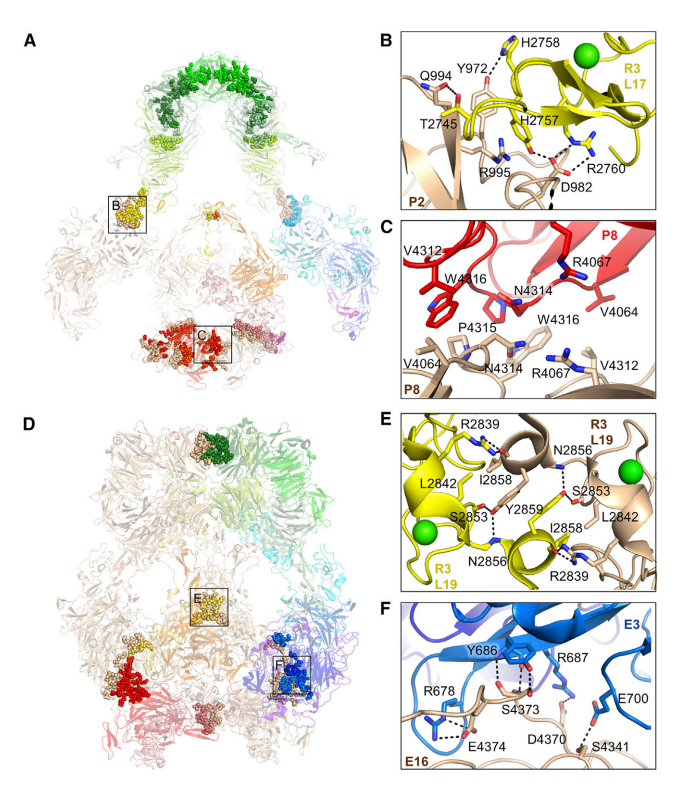 基于冷冻电镜解析发现，首个最清晰的LRP2蛋白结构亮相Cell，有望为阿尔茨海默病等提供新靶点 - 知乎