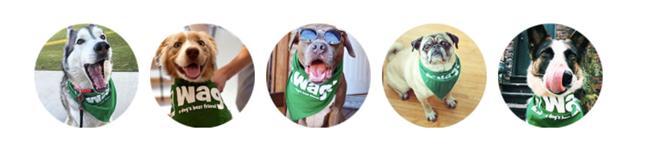 共享+宠物：Wag-可以帮助繁忙狗主人的首选遛狗和训狗应用程序 - 知乎