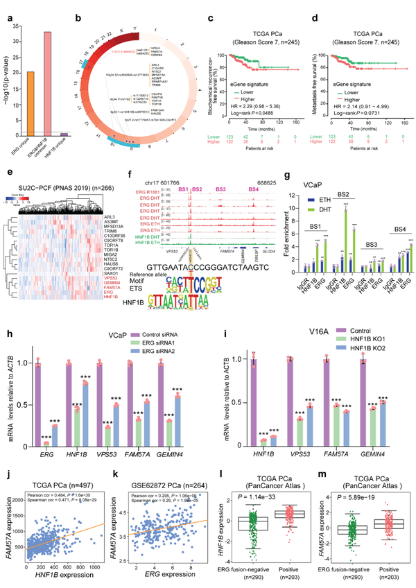 Nat Commun︱卫功宏团队揭示广泛的胚系-体细胞突变互作促进前列腺癌进展 - 知乎