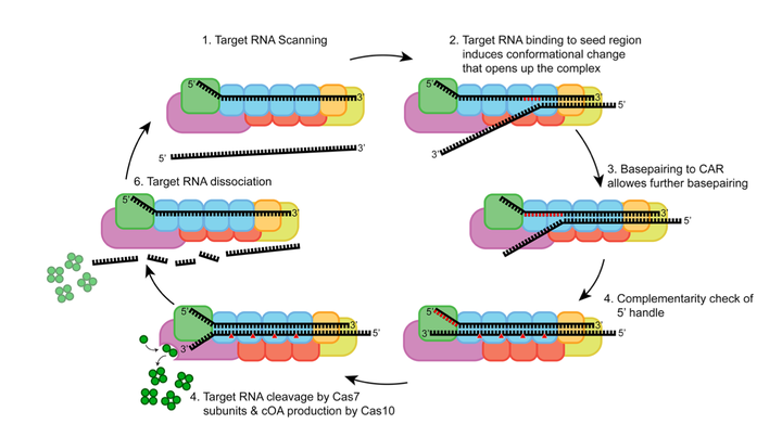 III型CRISPR-Cas的crRNA一头严肃一头活泼 - 知乎