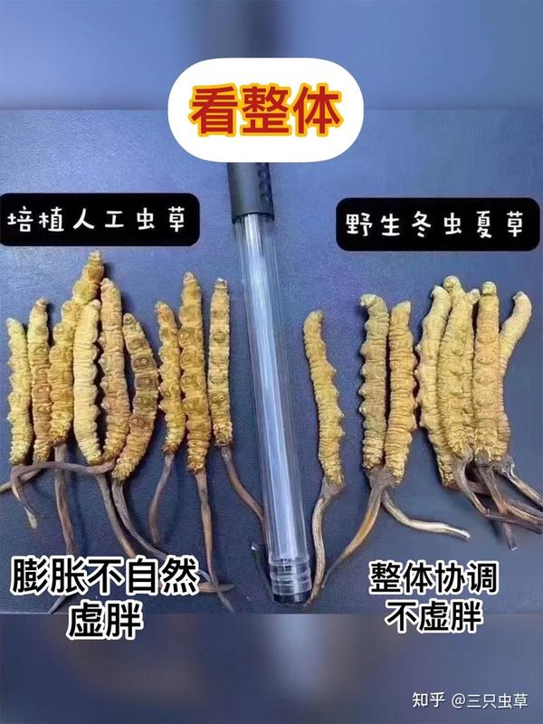 人工种植虫草和野生虫草的区别和功效，人工种植的虫草和野生的怎么辨别 - 知乎