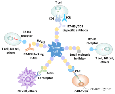 国内第二款！靶向B7-H3 ADC获批临床 - 知乎