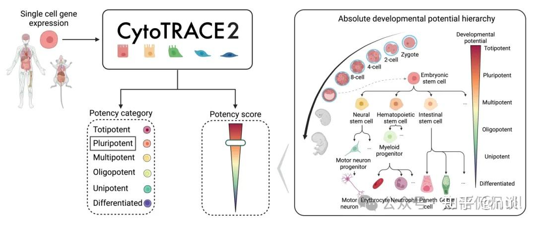 CytoTRACE 2 预测细胞分化潜力 - 知乎