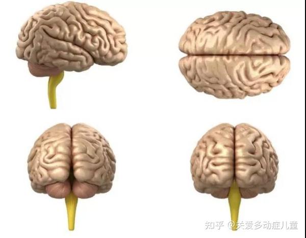 孩子脑袋越大越聪明？智力和大脑皮层的可塑性及神经元网络效率有关！抓住大脑发育黄金期提升学习效率！ 知乎