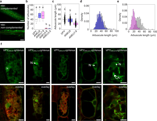 Nature Communications | 研究揭示植物细胞容纳丛枝菌根真菌定殖共生的机制！ - 知乎