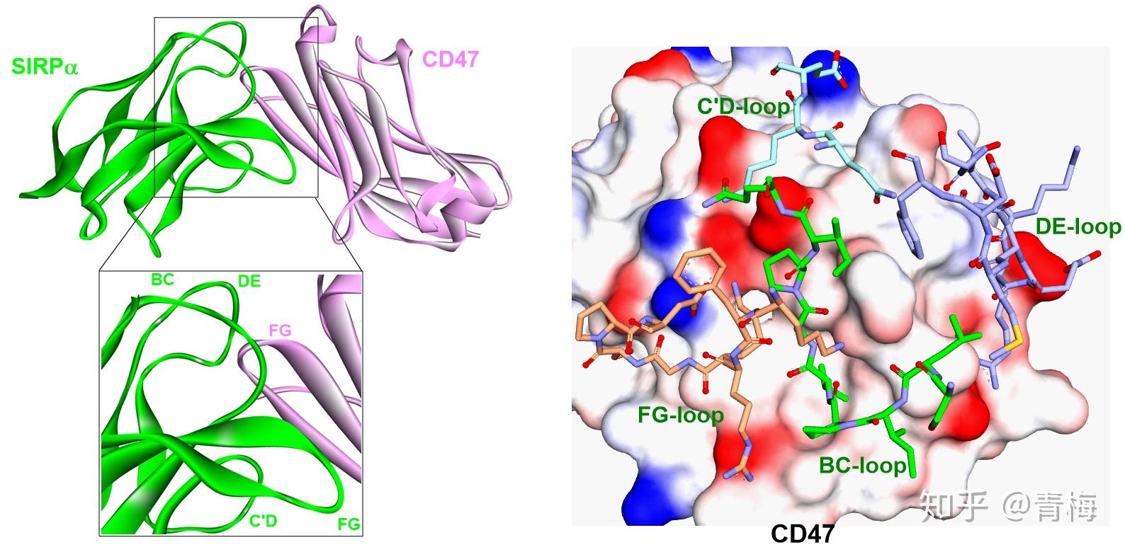 药物靶标：CD47 - 知乎