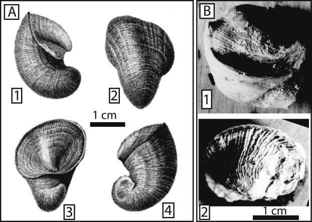 “Rudist”固着蛤的演化史，最伟大的双壳类 - 知乎