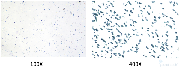 实例分享 | 线粒体样本的提取、鉴定及应用 - 知乎