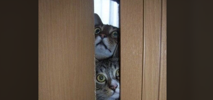 [论文阅读-Peeking inside the black box-Survey on XAI] - 知乎