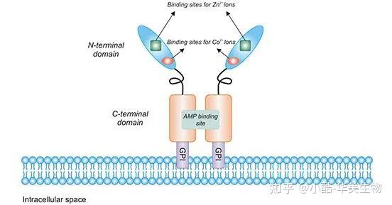 CD73：肿瘤免疫治疗的靶点新星 - 知乎