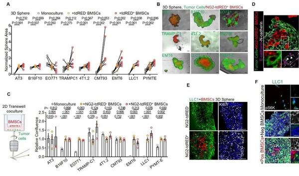 Cancer Discov︱张翔团队报道NG2+基质细胞在骨重塑和转移起始中的特殊作用 - 知乎
