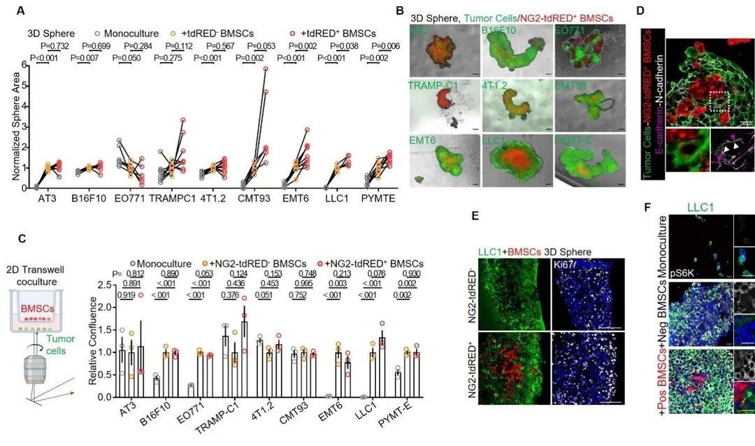 Cancer Discov︱张翔团队报道NG2+基质细胞在骨重塑和转移起始中的特殊作用 - 知乎