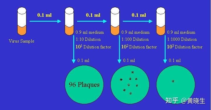 病毒滴度测量 - 知乎
