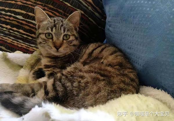 “狸花猫”的优缺点，看完，你还会养吗？ - 知乎