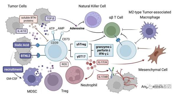Mol Cancer | 南方医科大学开发基于γδT细胞的抗肿瘤免疫疗法 - 知乎