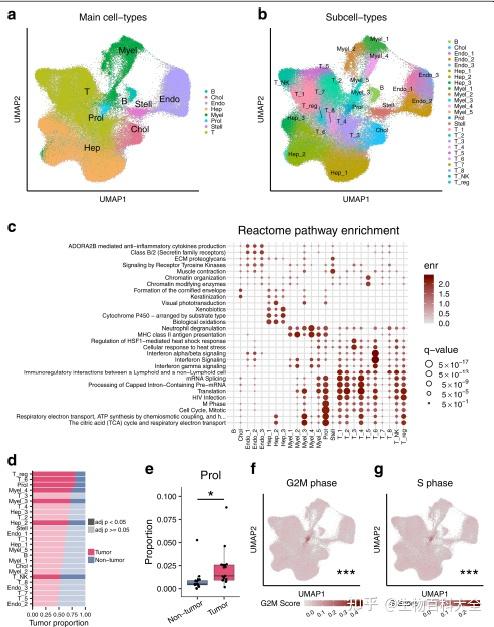 文献解读snrna Seq和scrna Seq鉴定影响生存的肝细胞癌相关细胞类型 知乎 