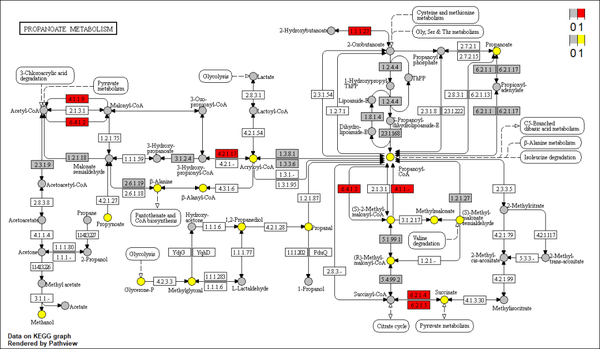 Pathview包：整合表达谱数据可视化KEGG通路 - 知乎