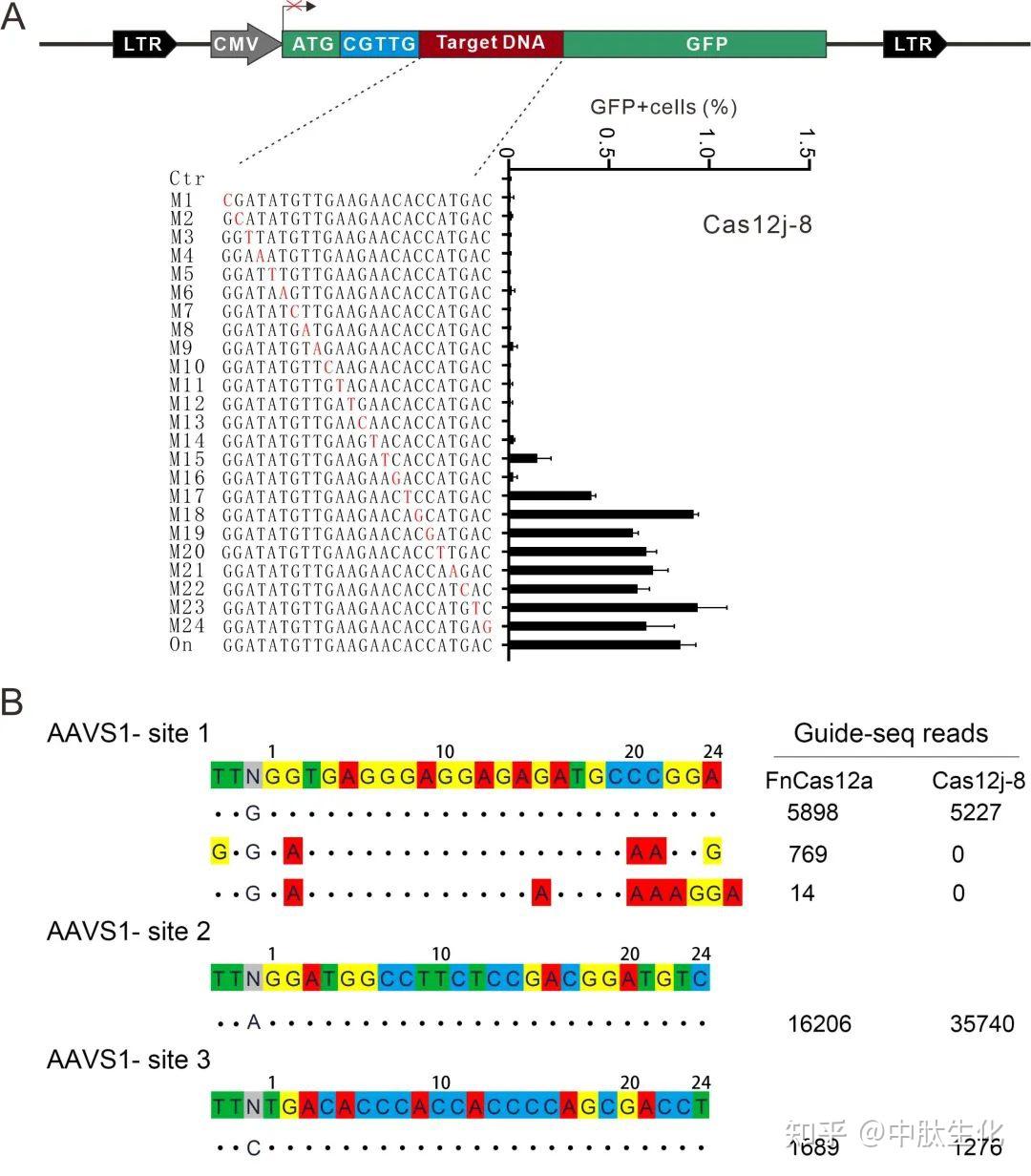 Science子刊：王永明/兰峰团队开发出高特异性CRISPR-Cas12j工具 - 知乎