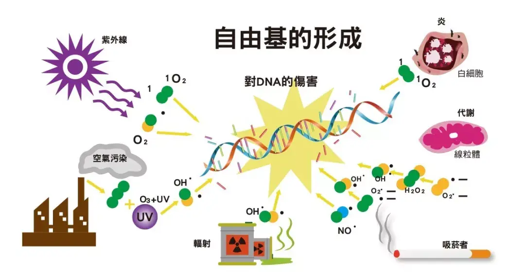 比起神仙水，抗衰老、抗氧化的终极利器其实是 知乎