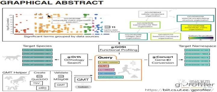 RNA 39. SCI文章中在线基因功能富集分析（g:Profiler） - 知乎