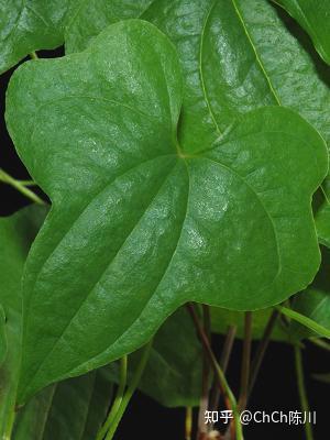 多肉植物全图鉴11：薯蓣科（Dioscoreaceae），薯蓣属（Dioscorea） - 知乎