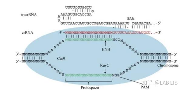 CRISPR-Cas9个人笔记 - 知乎