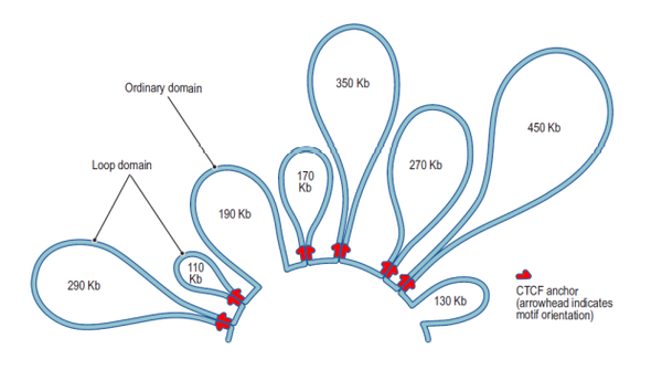 30+张图片！带你走进三维基因组（附一篇Cell经典案例精读） - 知乎