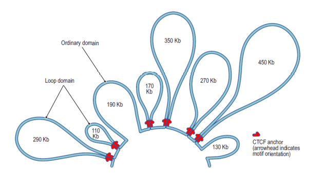 30+张图片！带你走进三维基因组（附一篇Cell经典案例精读） - 知乎