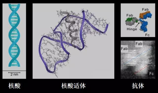 我有一根长的DNA，和一些短的DNA，你想要什么图案？我给你织！ - 知乎